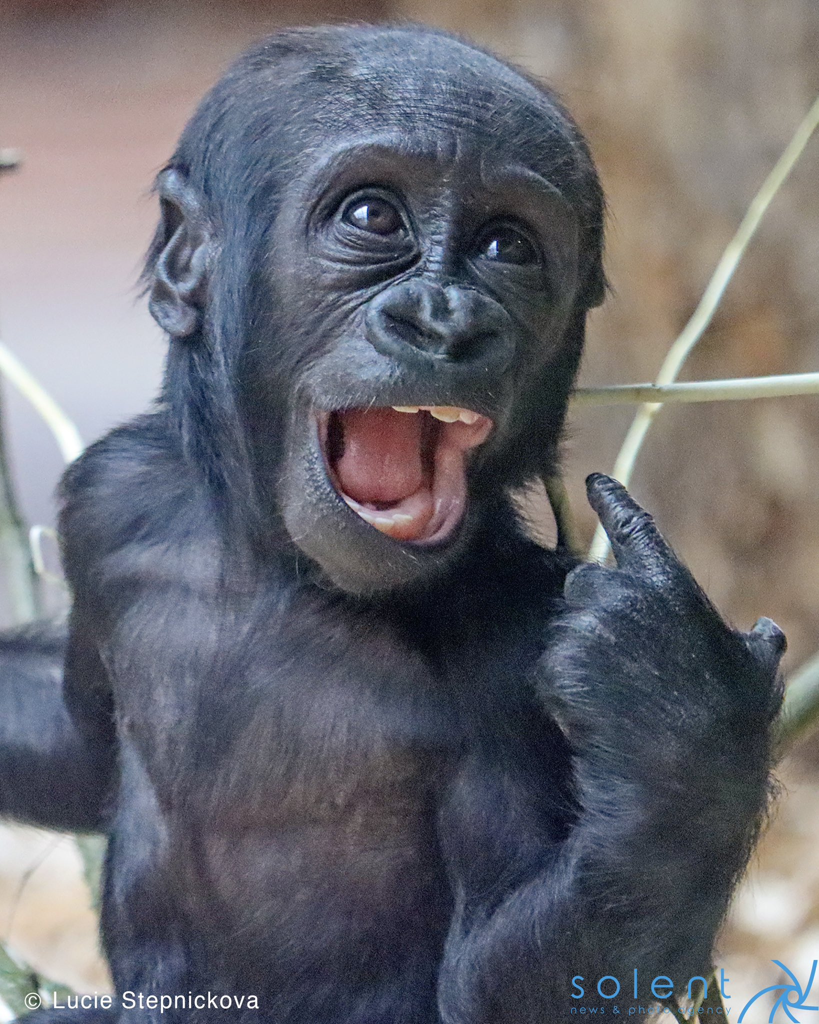 Smiling Baby Gorilla