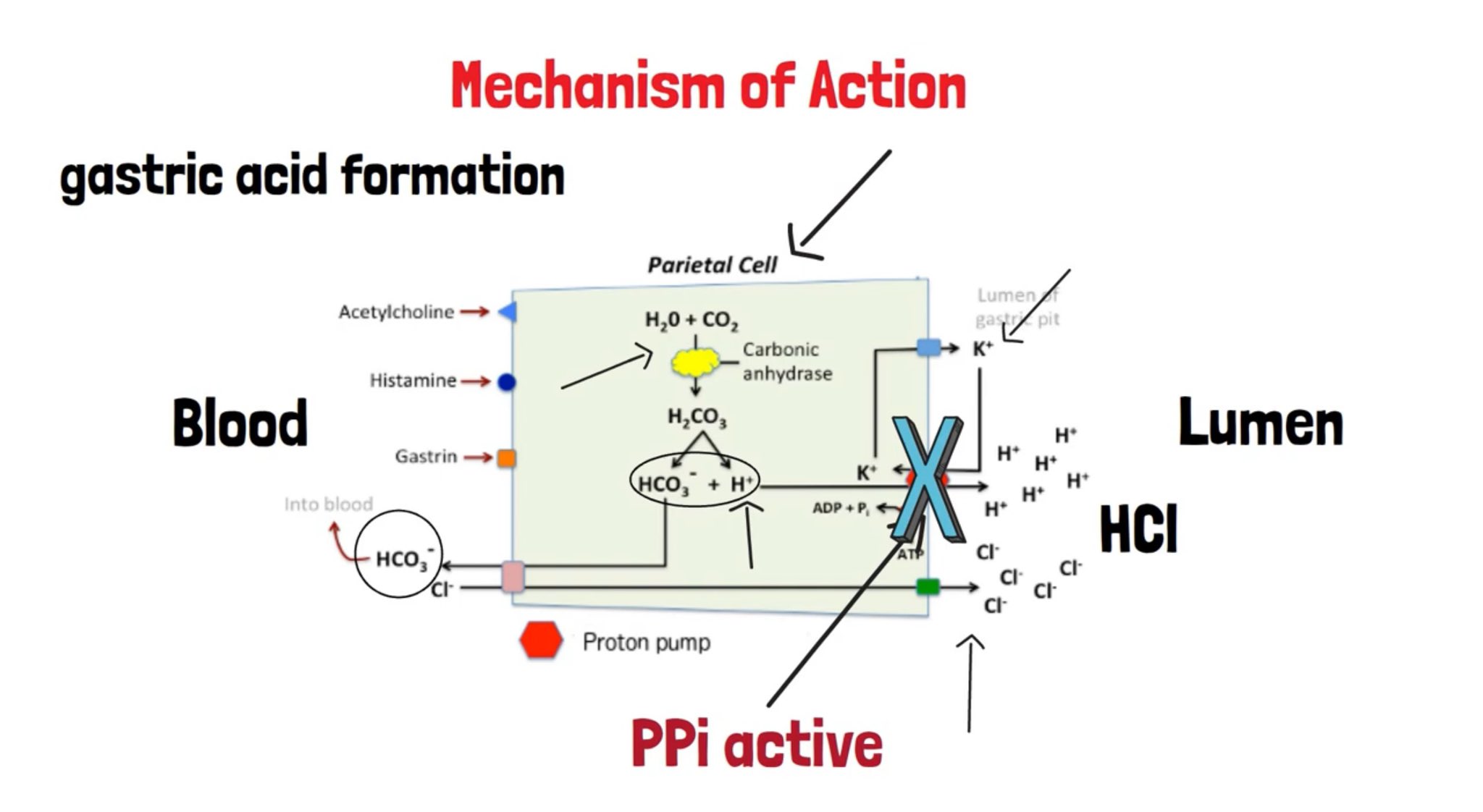 Gastric Acid Secretion Dyspepsia And Peptic Ulcer Disease