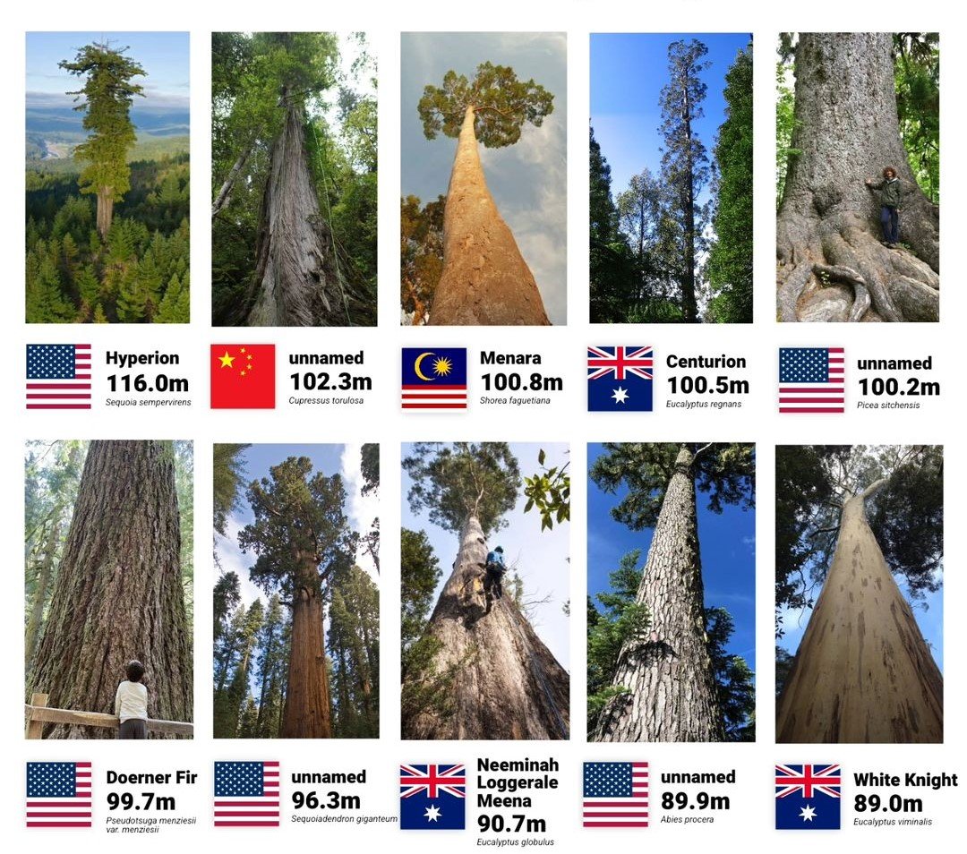 World Tallest Tree On Earth The Tallest Trees In The World. For Those