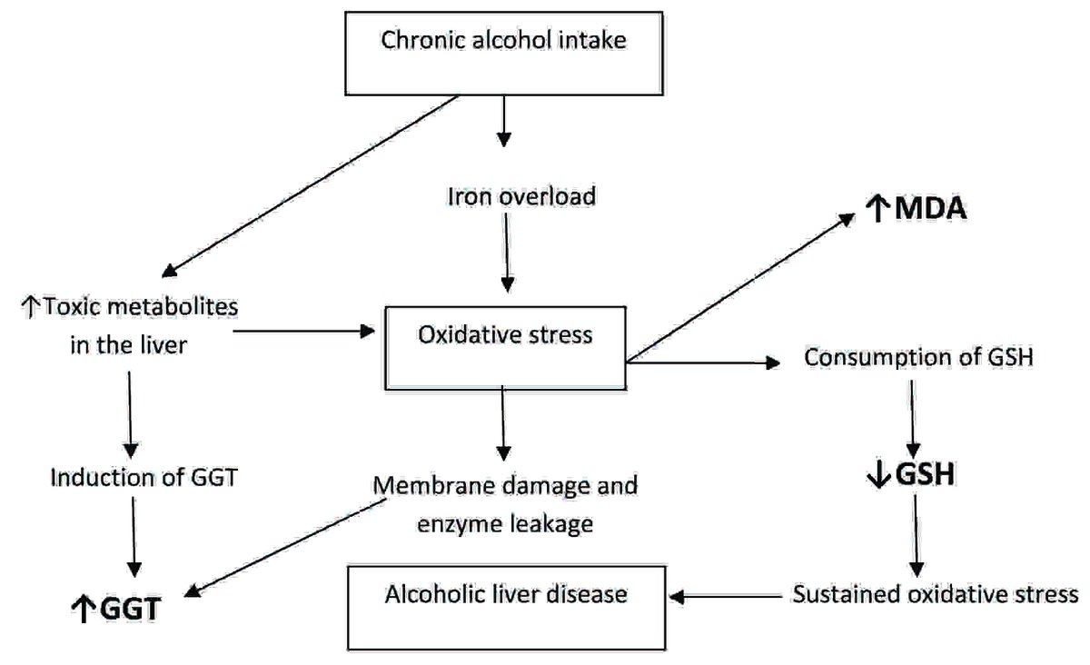 The liver is the main detoxifier in your body. As such, few things have ...