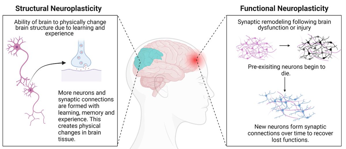 Your brain is deteriorating right now. This "cognitive rust" affects ...