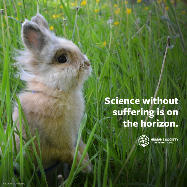 Negative Animal Testing Quotes People For Animals (PFA) Look At A