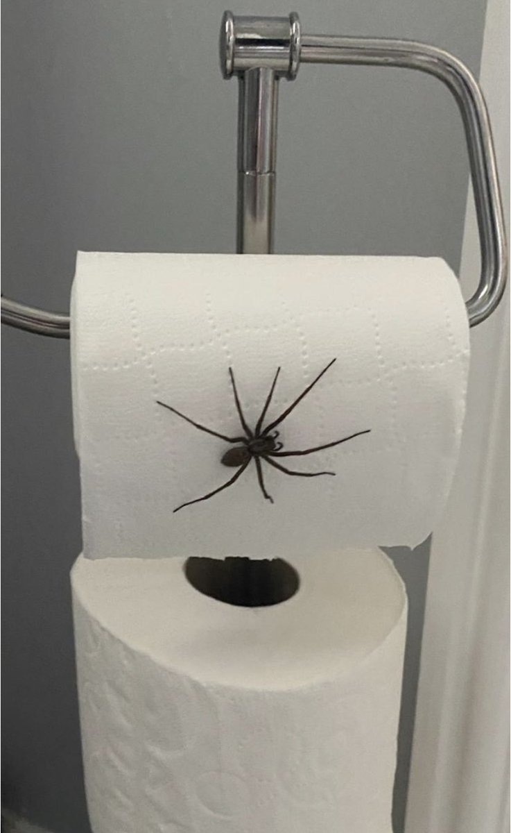 Toilet Paper Spider Prank