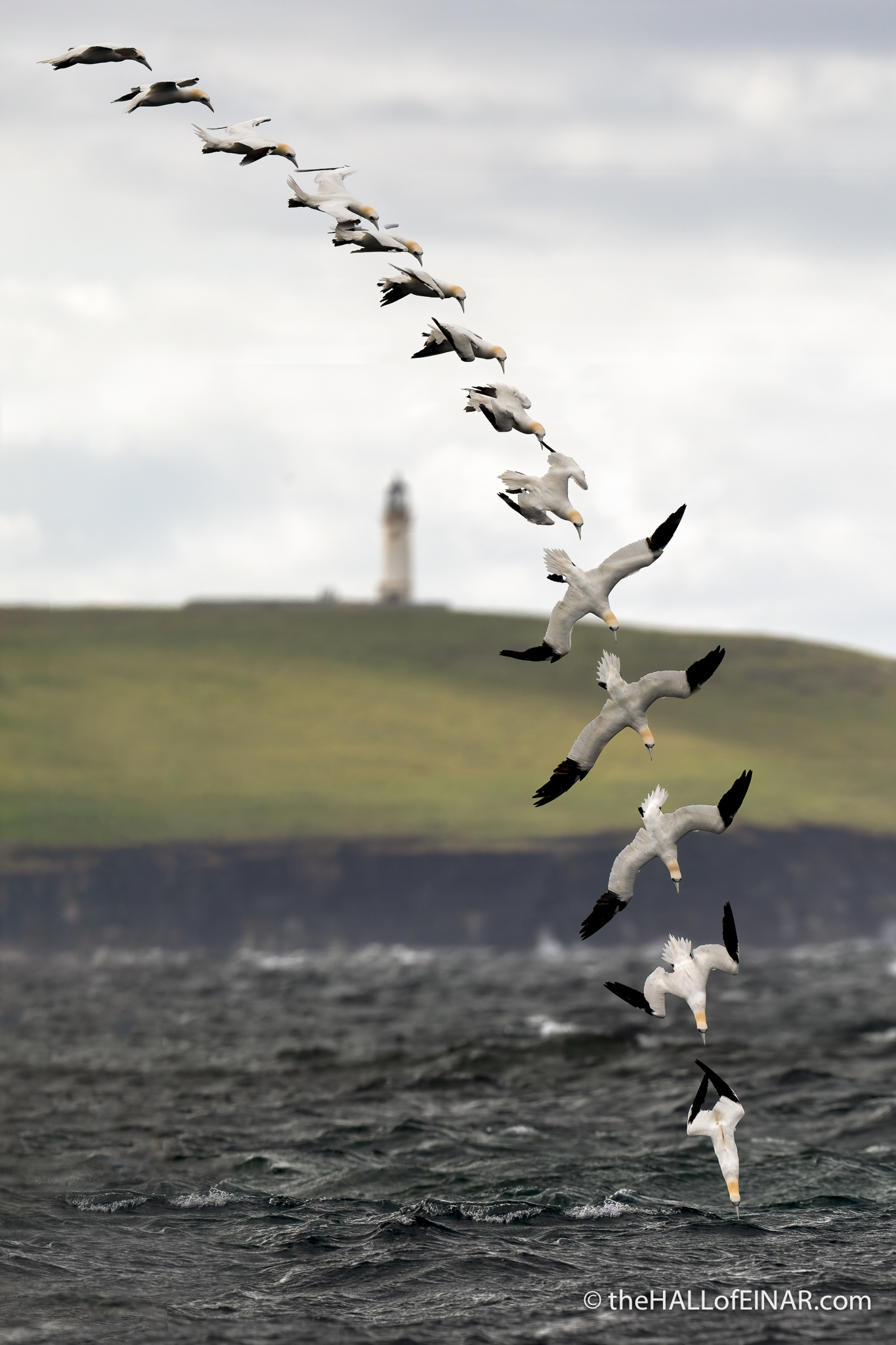 Gannet Diving
