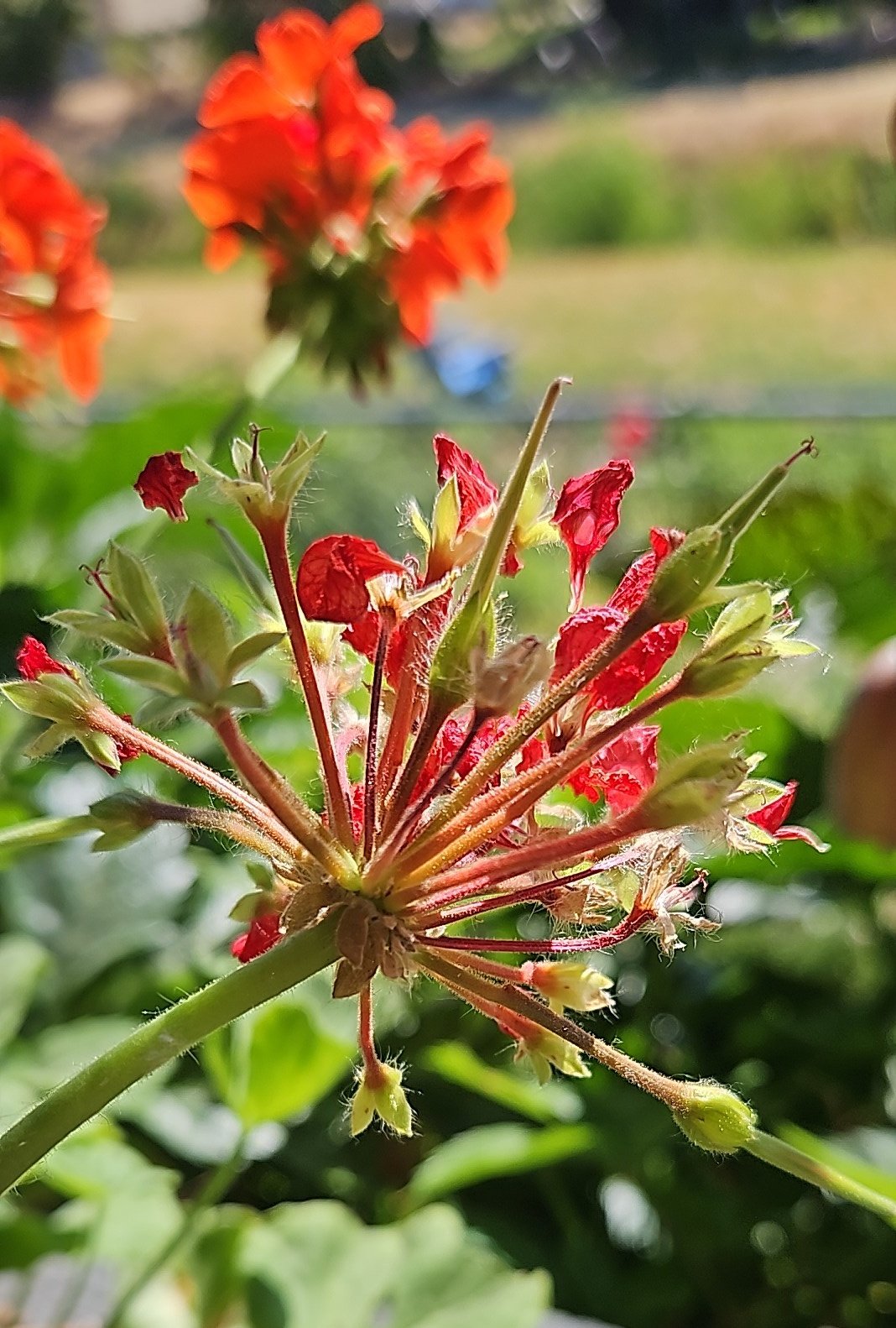 Harvesting Of Geraniums Seeds