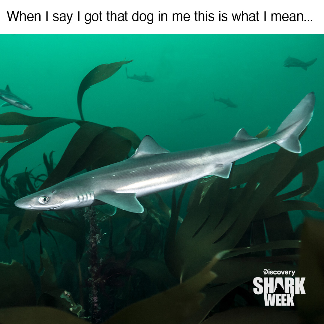Dogfish Memes