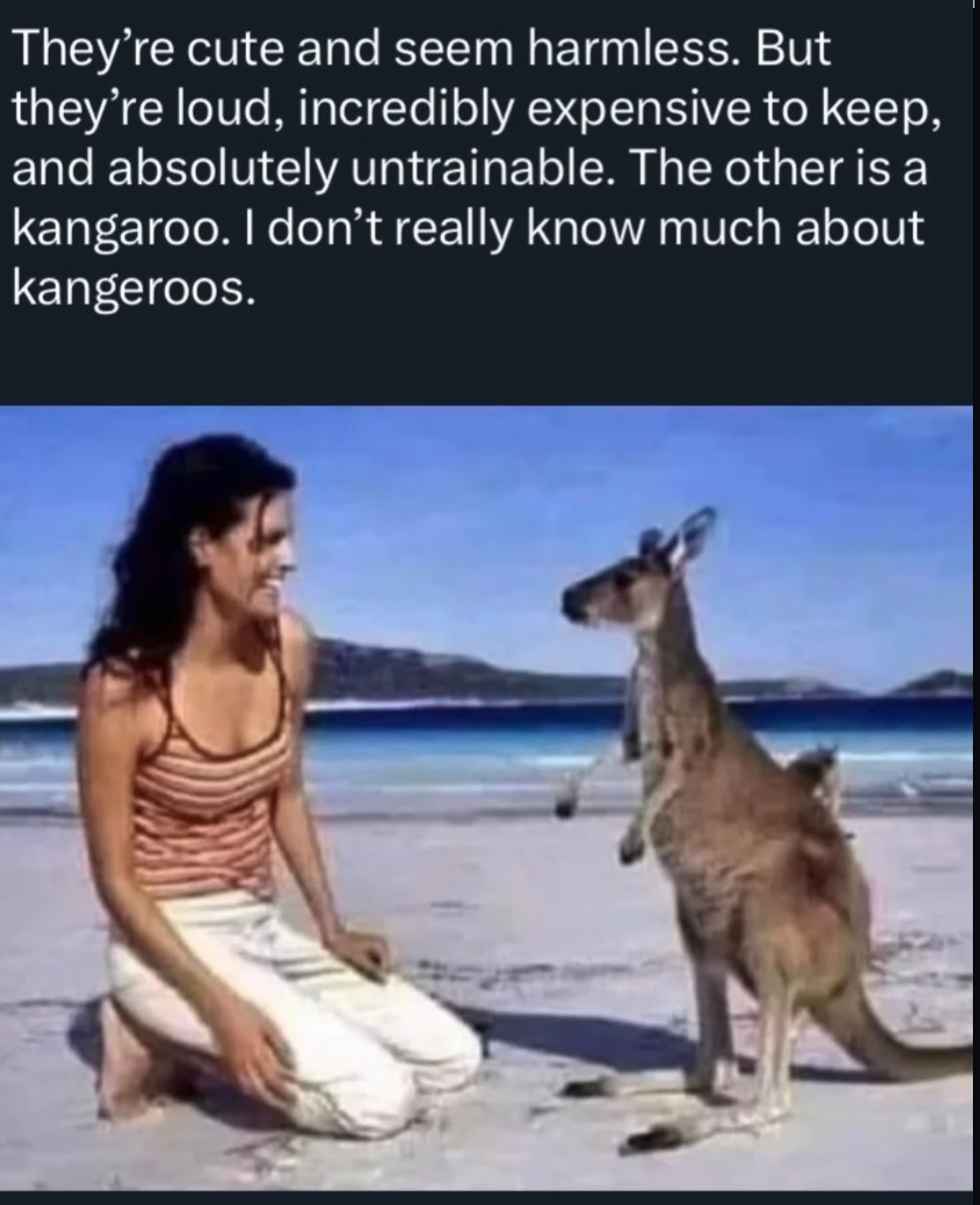 Kangaroos Memes Kangaroo Meme Monday Coffee Quote.
