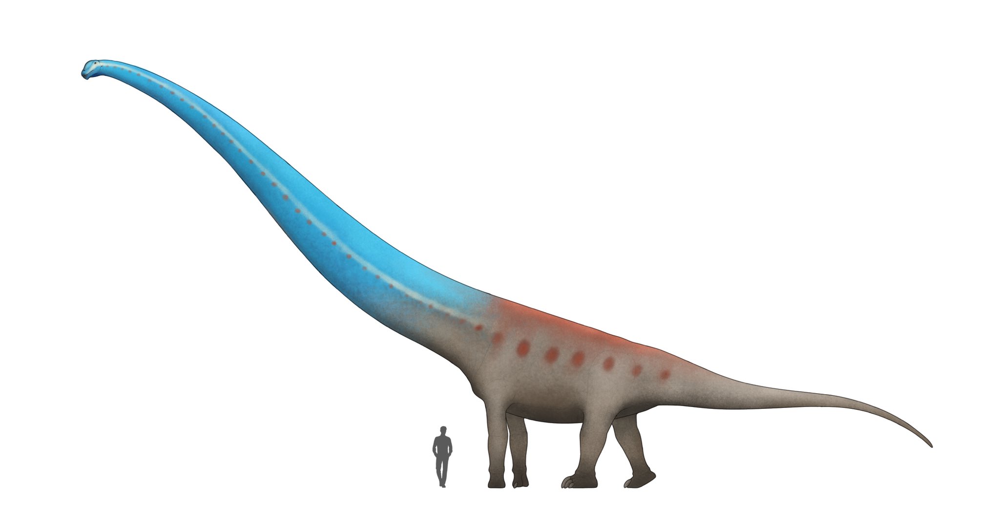 Mamenchisaurus Sinocanadorum Artwork Of Mamenchisaurus Stock Image