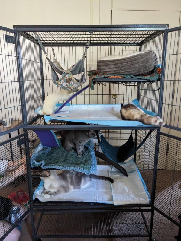 Ferret Cage Setup Rate My Ferret Set Up : R/ferrets