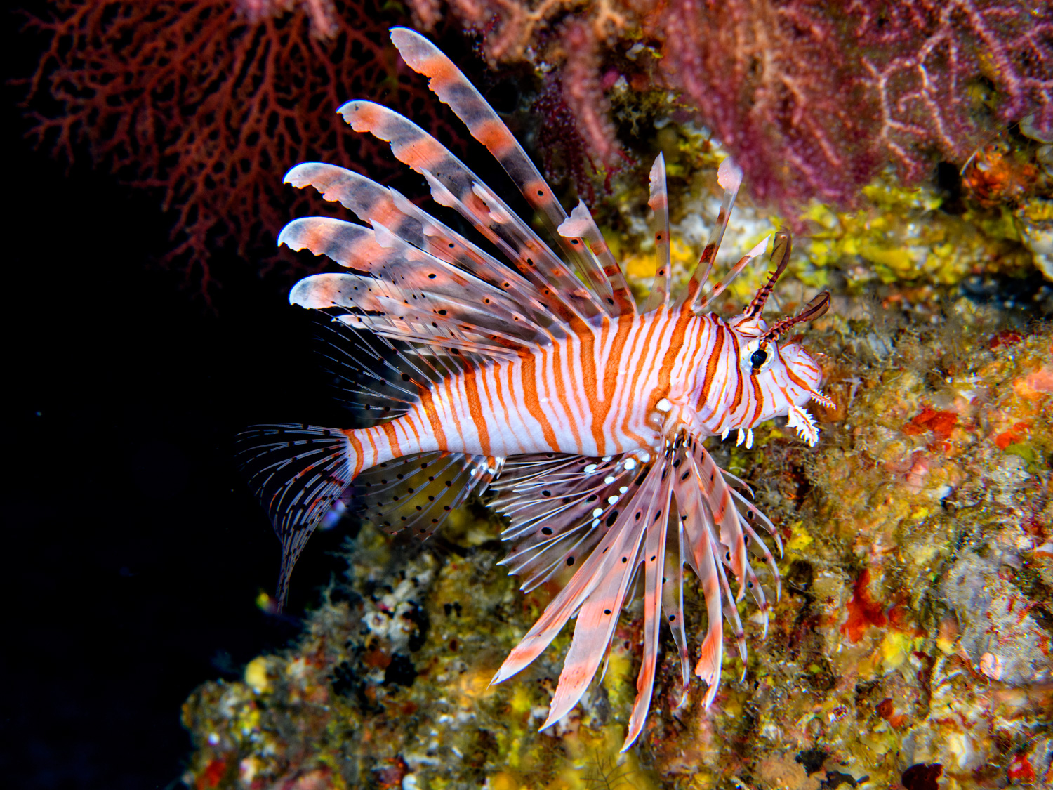 Lionfish Habitat