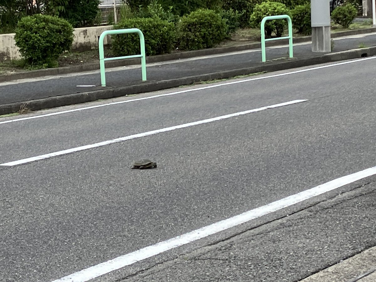 🎼 桃姫きゃる:||(@ppcal_calace) - Twilog (ツイログ)