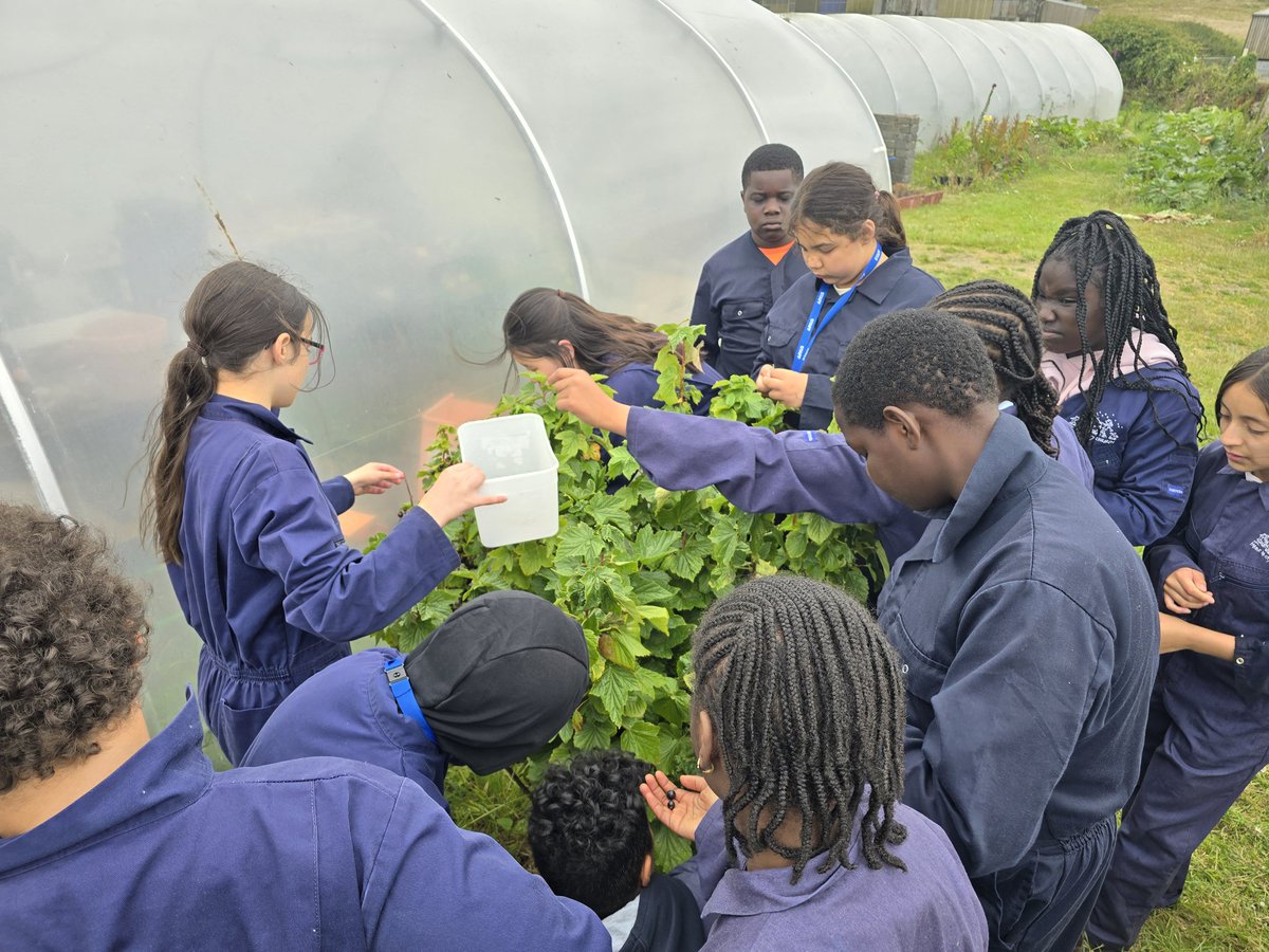 Curriculum - Harris Primary Academy Peckham Park