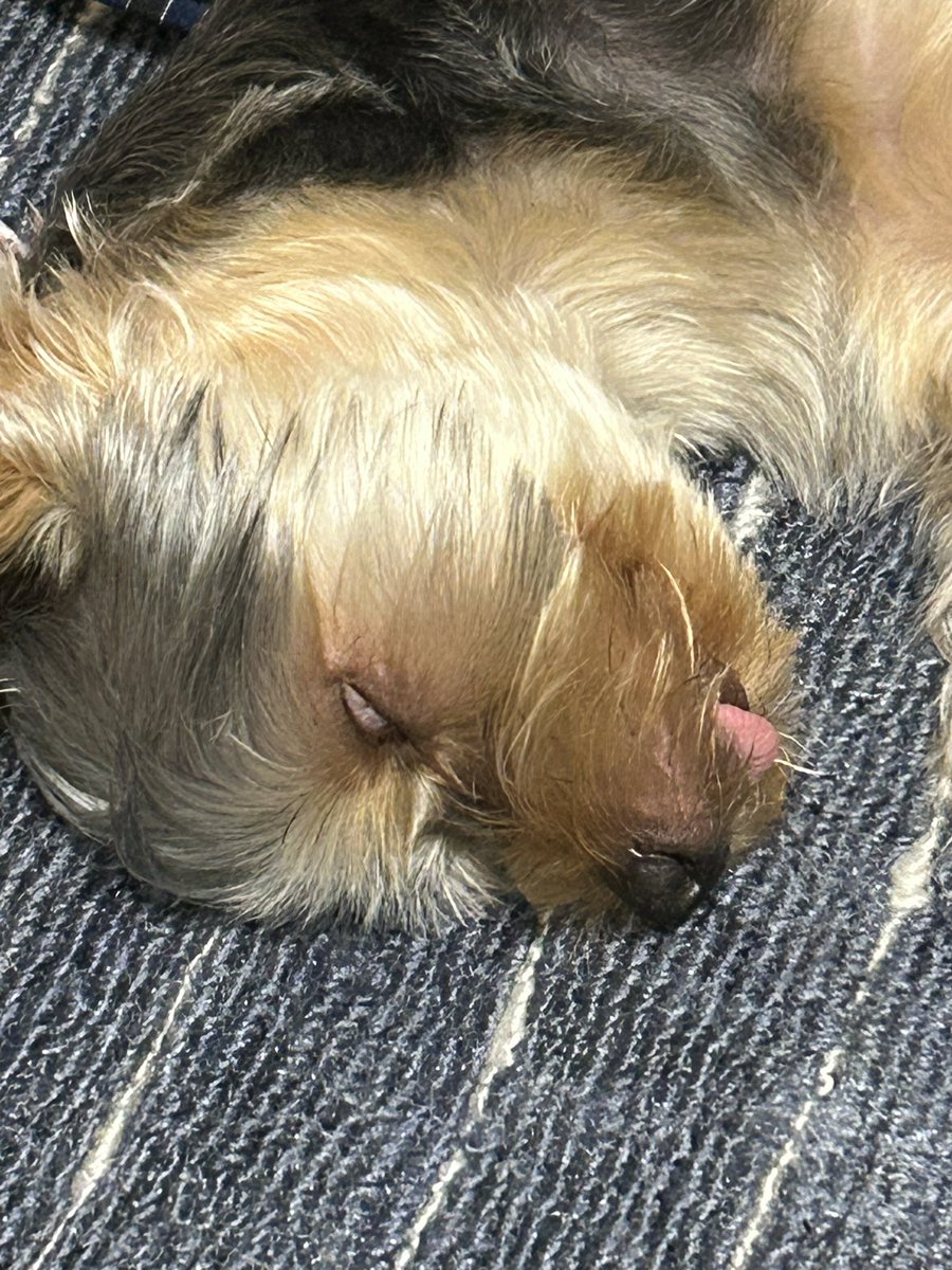 ウチの犬、白目で寝るからたまに怖い https://t.co/PFOQqjoqy1