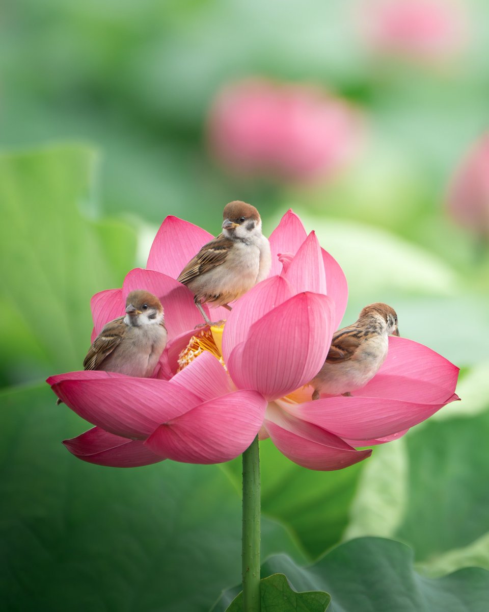 🎼 桃姫きゃる:||(@ppcal_calace) - Twilog (ツイログ)