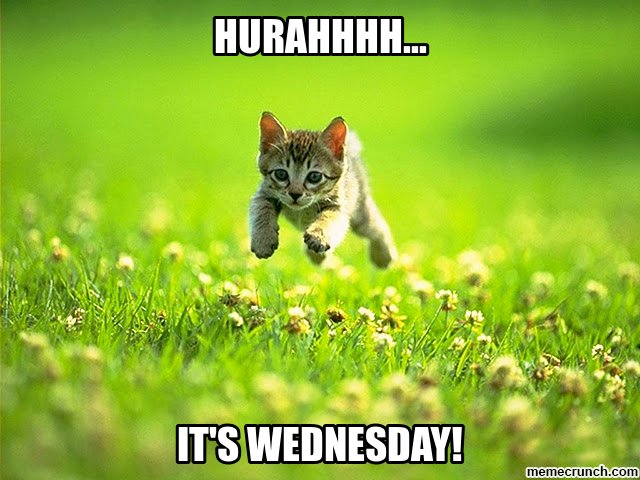 Happy Wednesday Cat