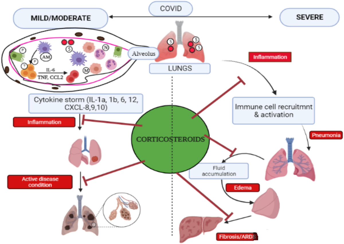 Dexamethasone is one of the most important drugs in the treatment of ...