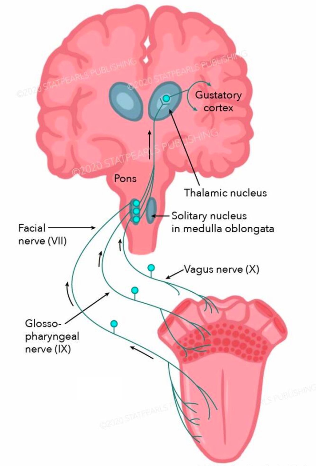 Gustatory Cortex And Brain WalidoNeuroPedia On X: "Gustatory Pathway