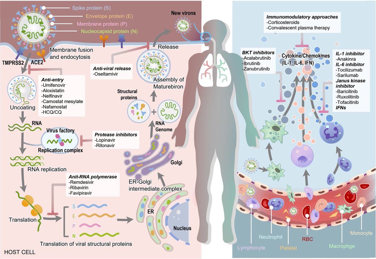 A new approach to prevent irreversible organ damage in Covid19 & other ...