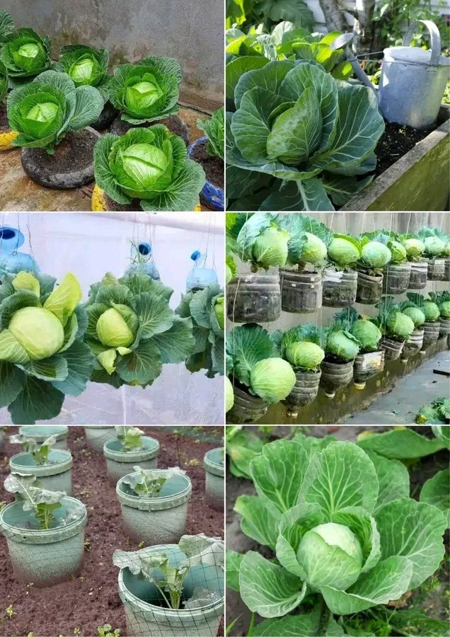 Growing Cabbage In Containers Tips Offered For Growing Vegetables In
