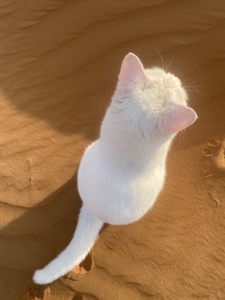 はなもも(hanamomo)(@hanamomoact) - Twilog (ツイログ)