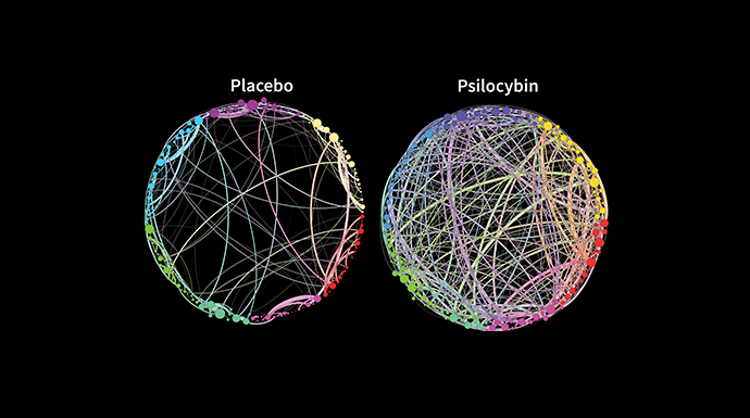 Psilocybin leads to a profound shift in brain connectivity patterns. 🧵1 ...