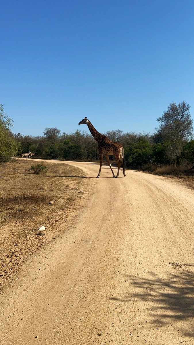Nat goes wild 📍Kruger National Park - المسلسل من Natalie Malgas ...