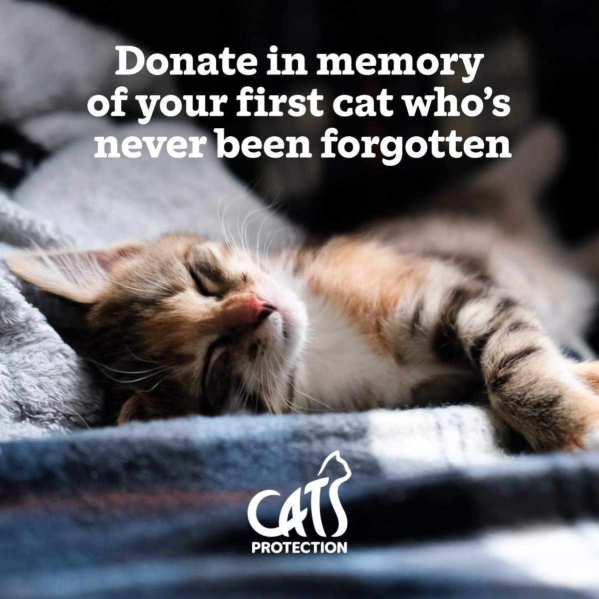 Missing My Cat Quotes Do Cats Get Sad, Depressed? Can They Grieve Or