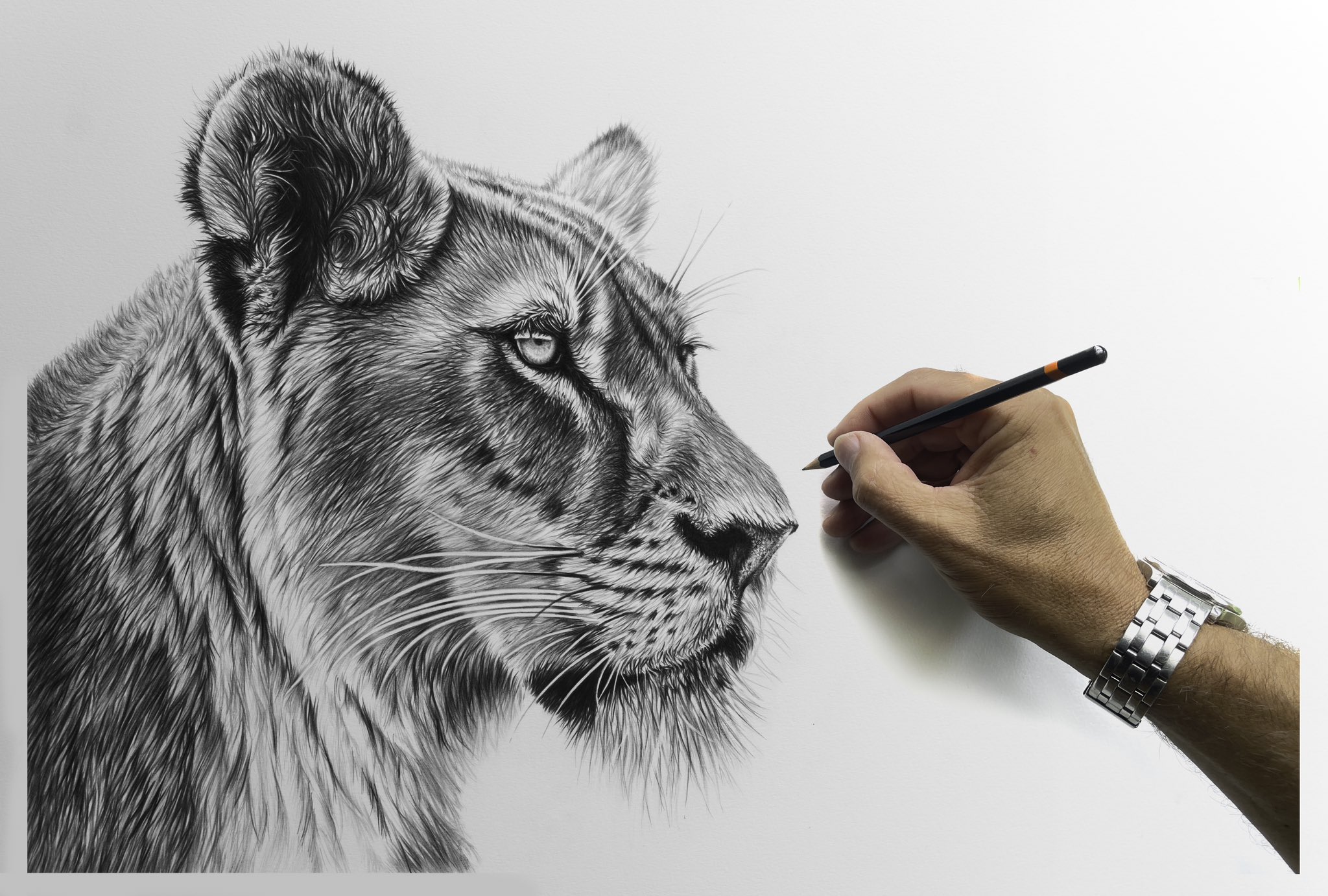 Lioness Drawings 148 LION AND LIONESS * Wildlife Art Print * Pen & Ink