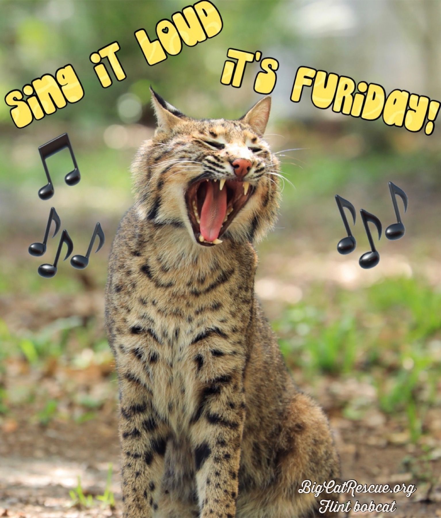 Funny Singers Memes Amen Evans | Be Singing My Heart Out🤣😂