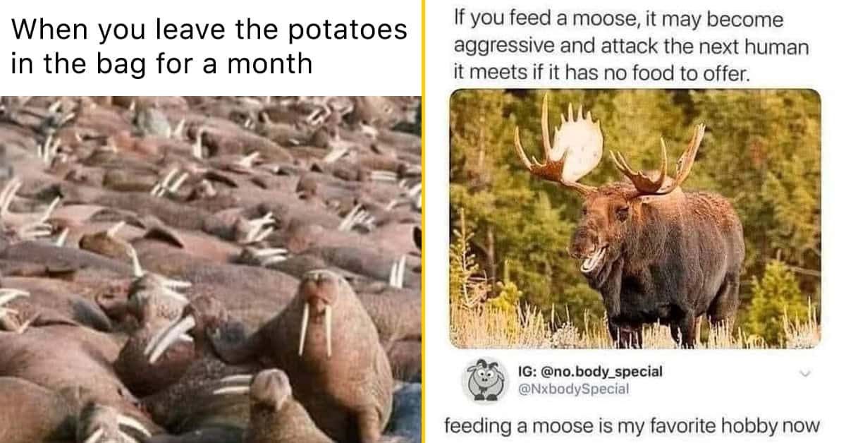 Moose Memes