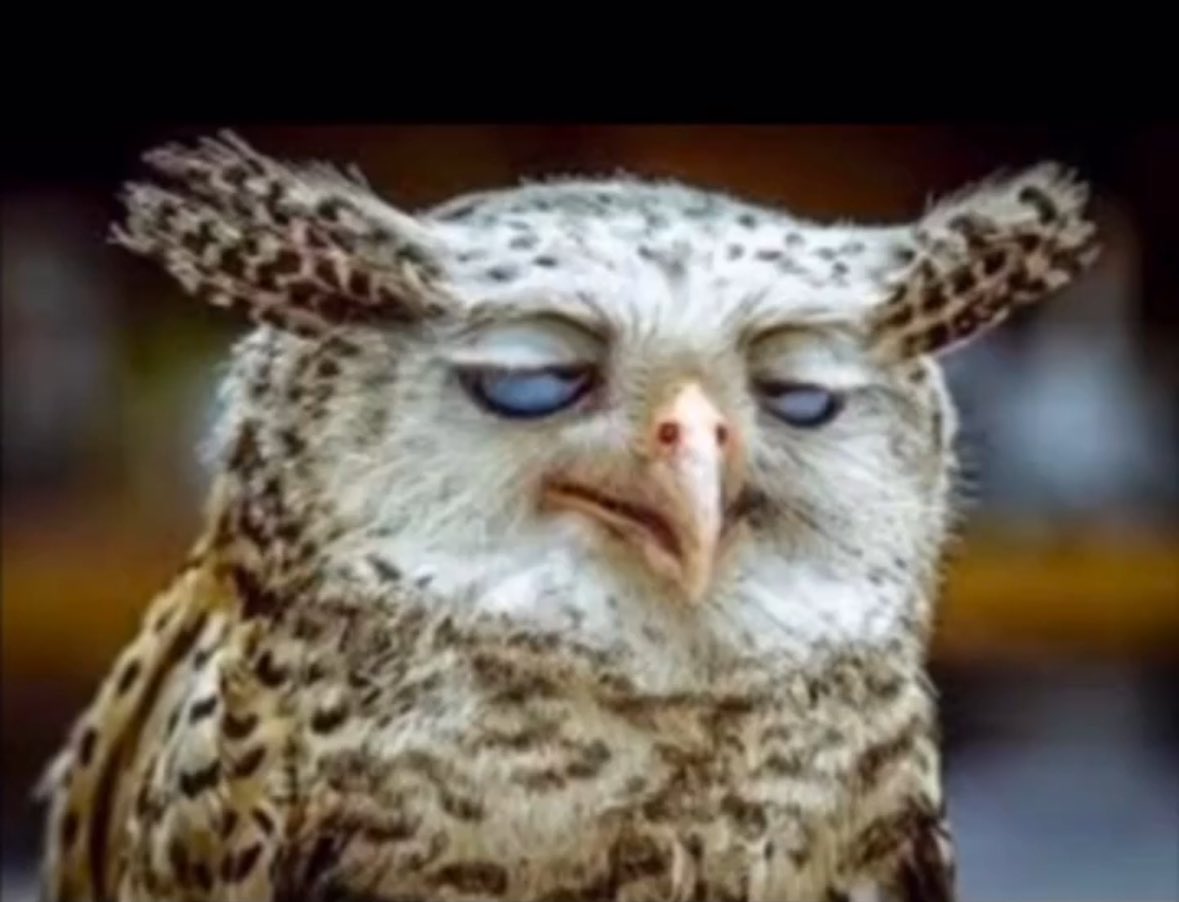 Owl With Down Syndrome