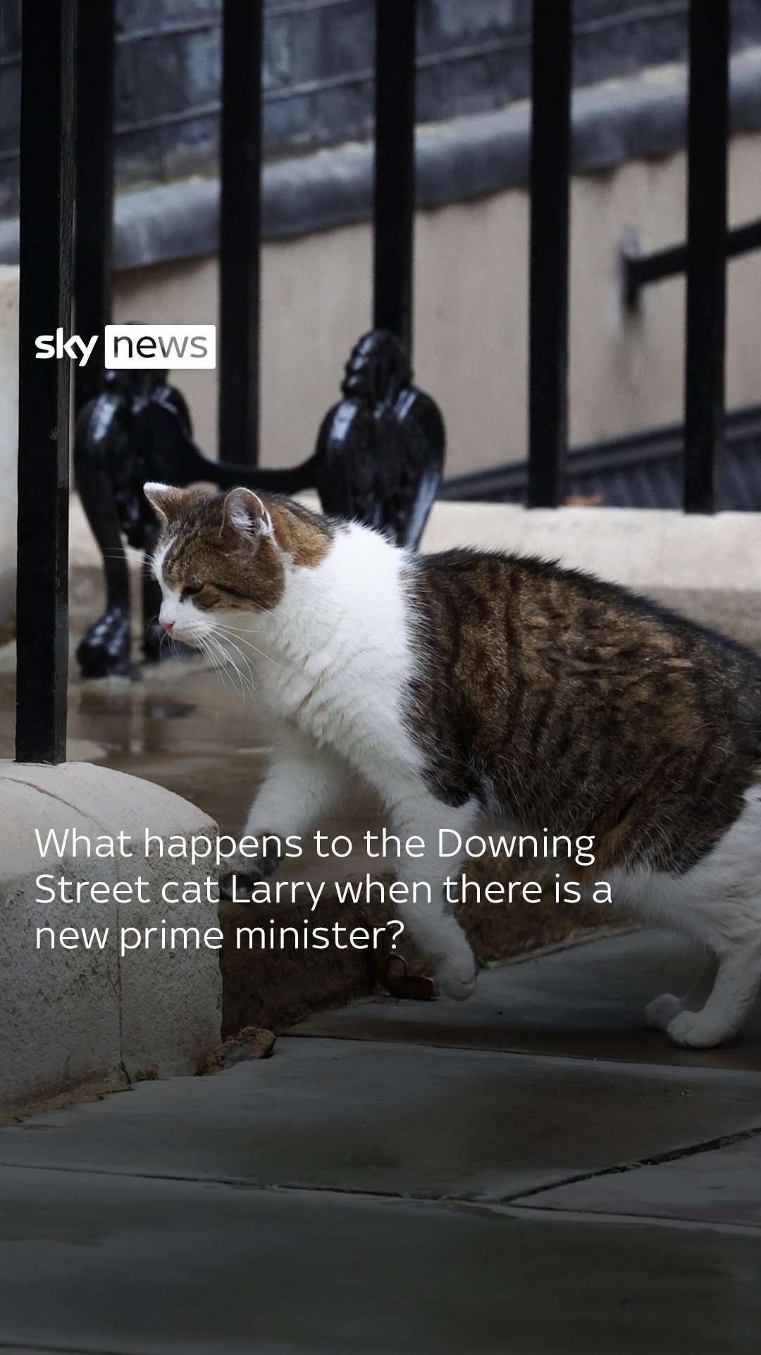 Memes About Larry Larry David Memes