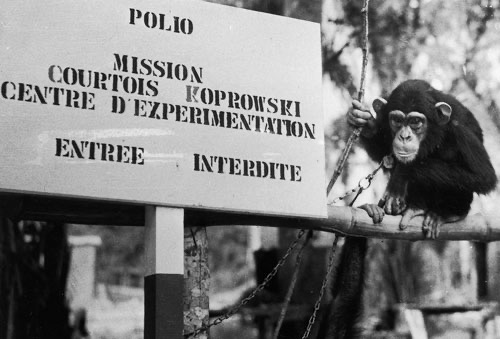 A story about HIV and polio vaccines. Around 25 years ago, the great ...