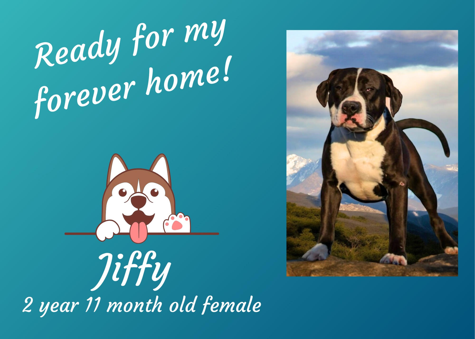 Jiffy The Dog Jiffy Is Available For Adoption At ACCT Philly