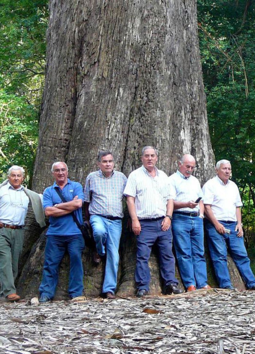The most colossal sites in Spain: (a 🧵) 1. The Largest Music Hall ...