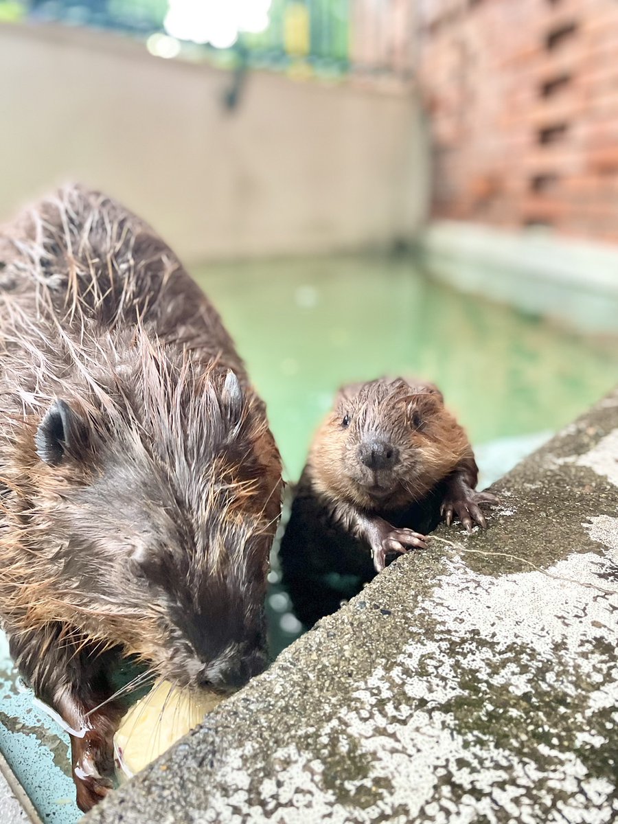 Tomoki Hasegawa(@tomzoh) - Twilog (ツイログ)