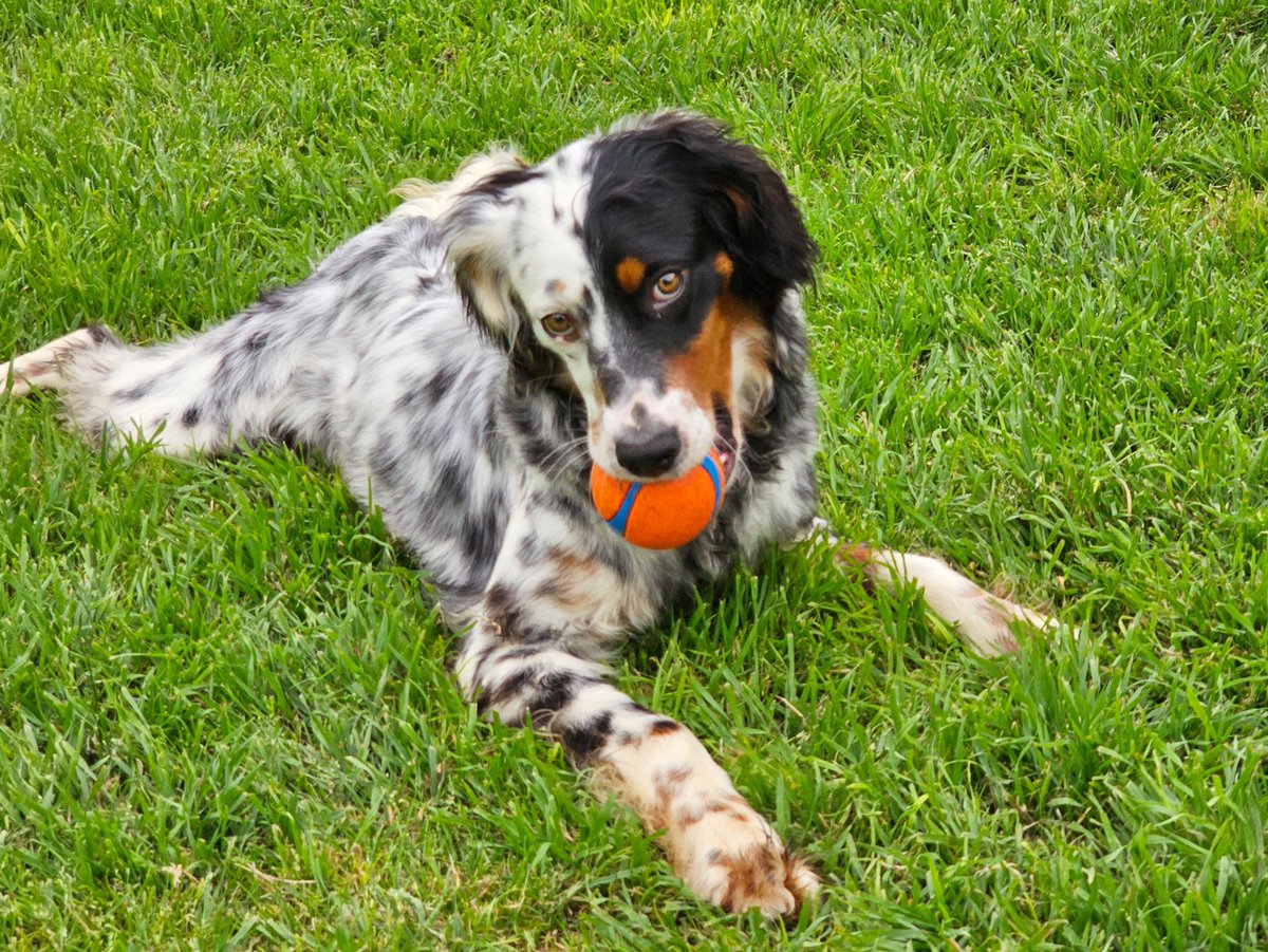 English Setter Australian Shepherd Mix