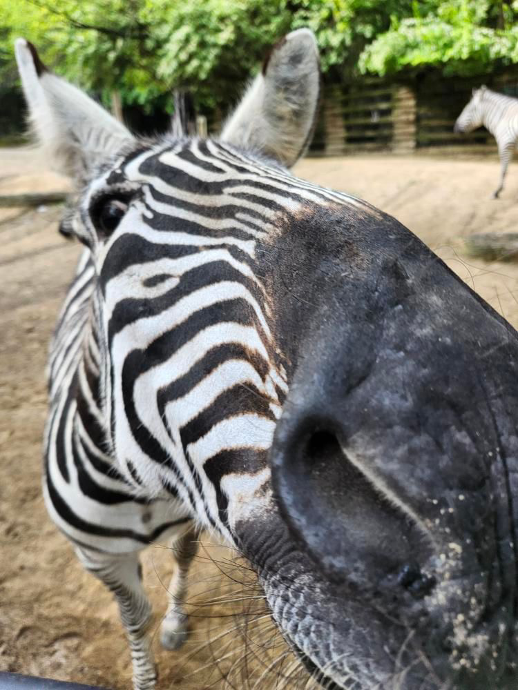 Cincinnati Zoo Zebra