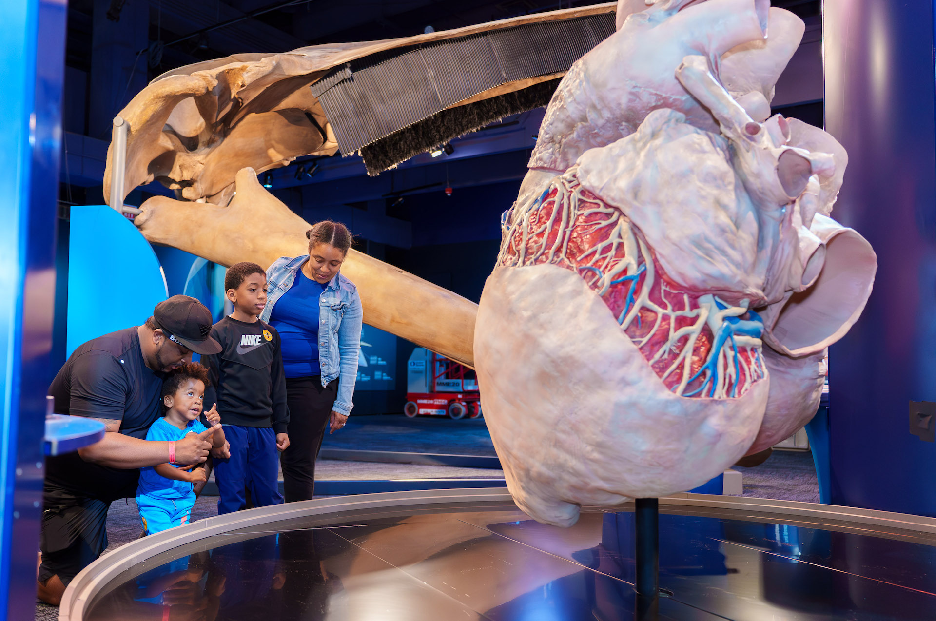 Real Blue Whale Heart