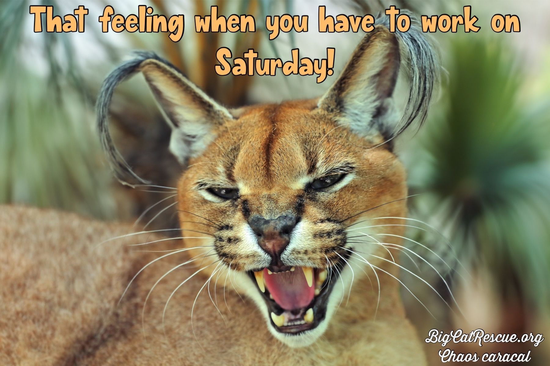 Saturday Cat Quotes Cat Mama Funny Quote Design Vector Stock Vector