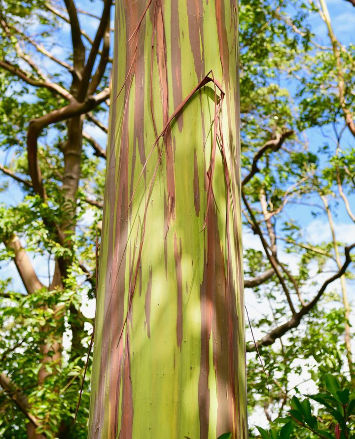Tree Trunk Color Art Inspired By Tree Trunk With One Side Branch,
