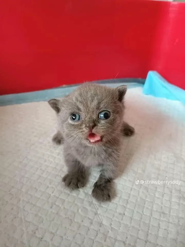 Retarded Cat Face Flehmen Response In Cats Why Cats Do This & How To