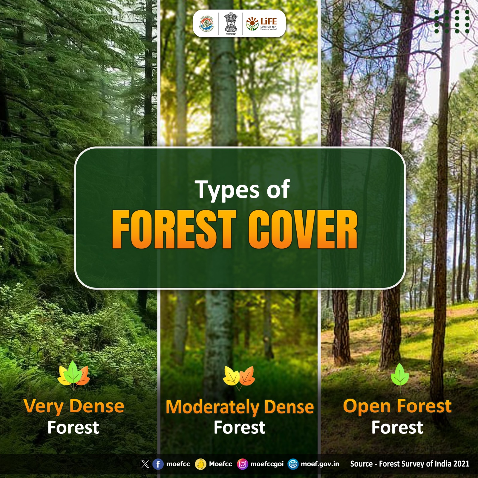Forestry Learning Definition Of Seed The Role Of Synthetic Seeds In