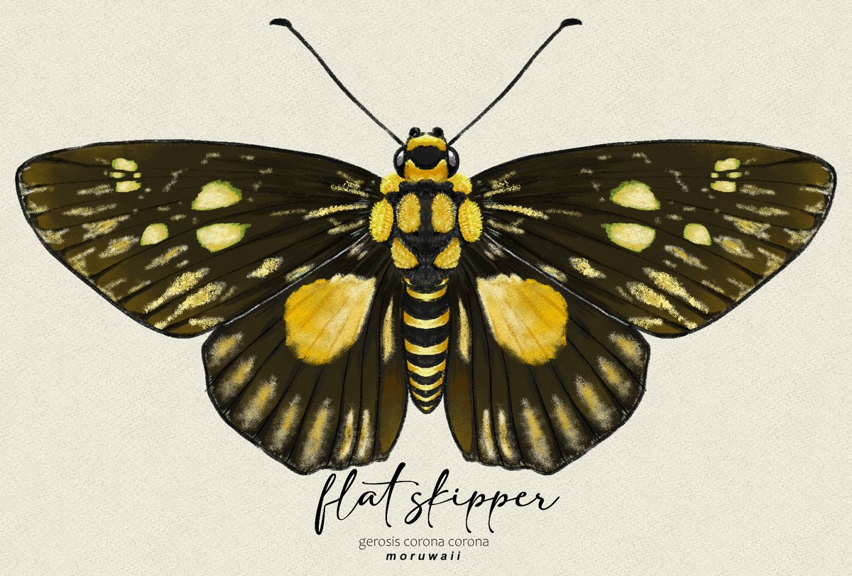 「The Flat Skipper, or the Gerosis Corona 」|yan 📌artのイラスト