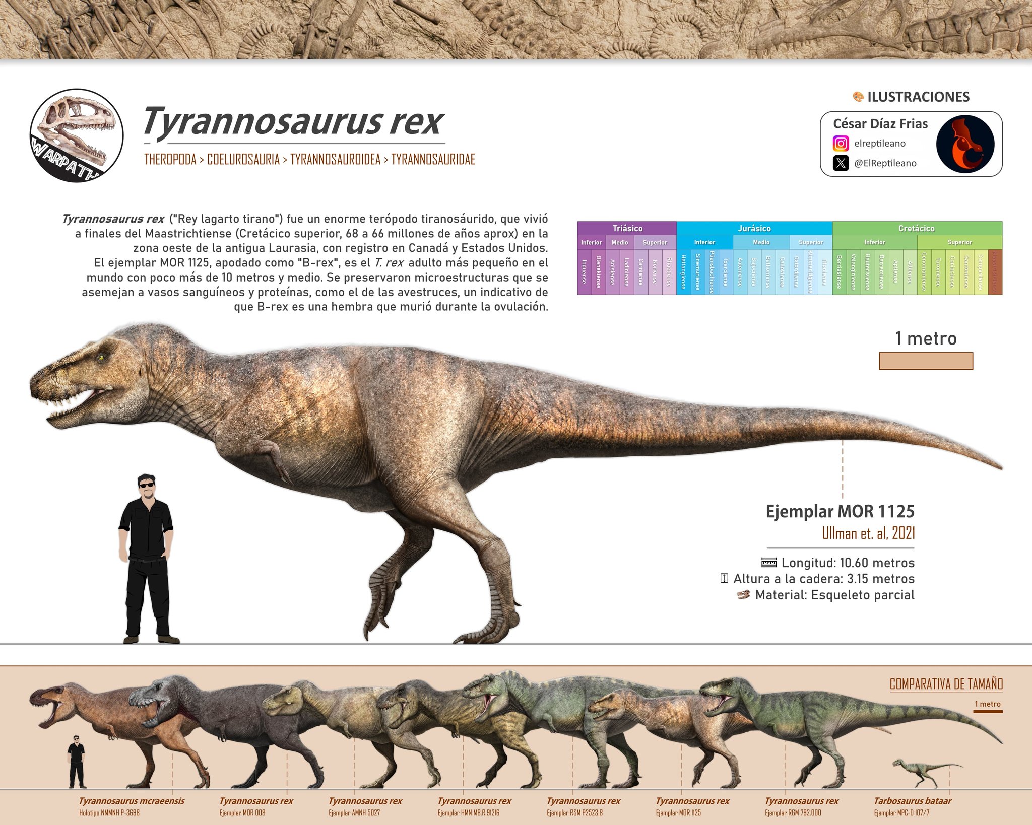 Giganotosaurus Size Comparison To T Rex