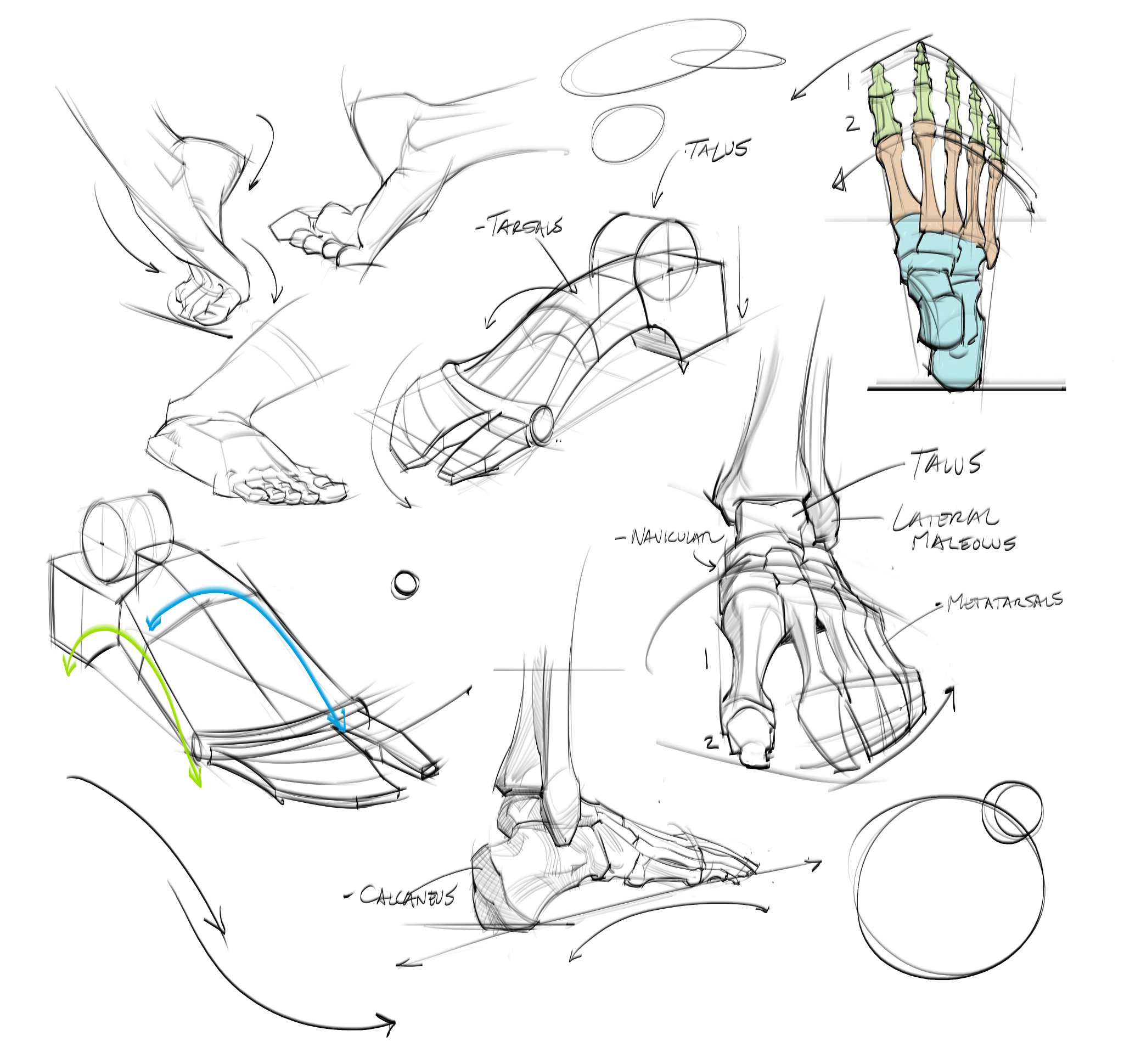 Foot Anatomy Drawing How To Draw The Foot : Drawing Feet And The