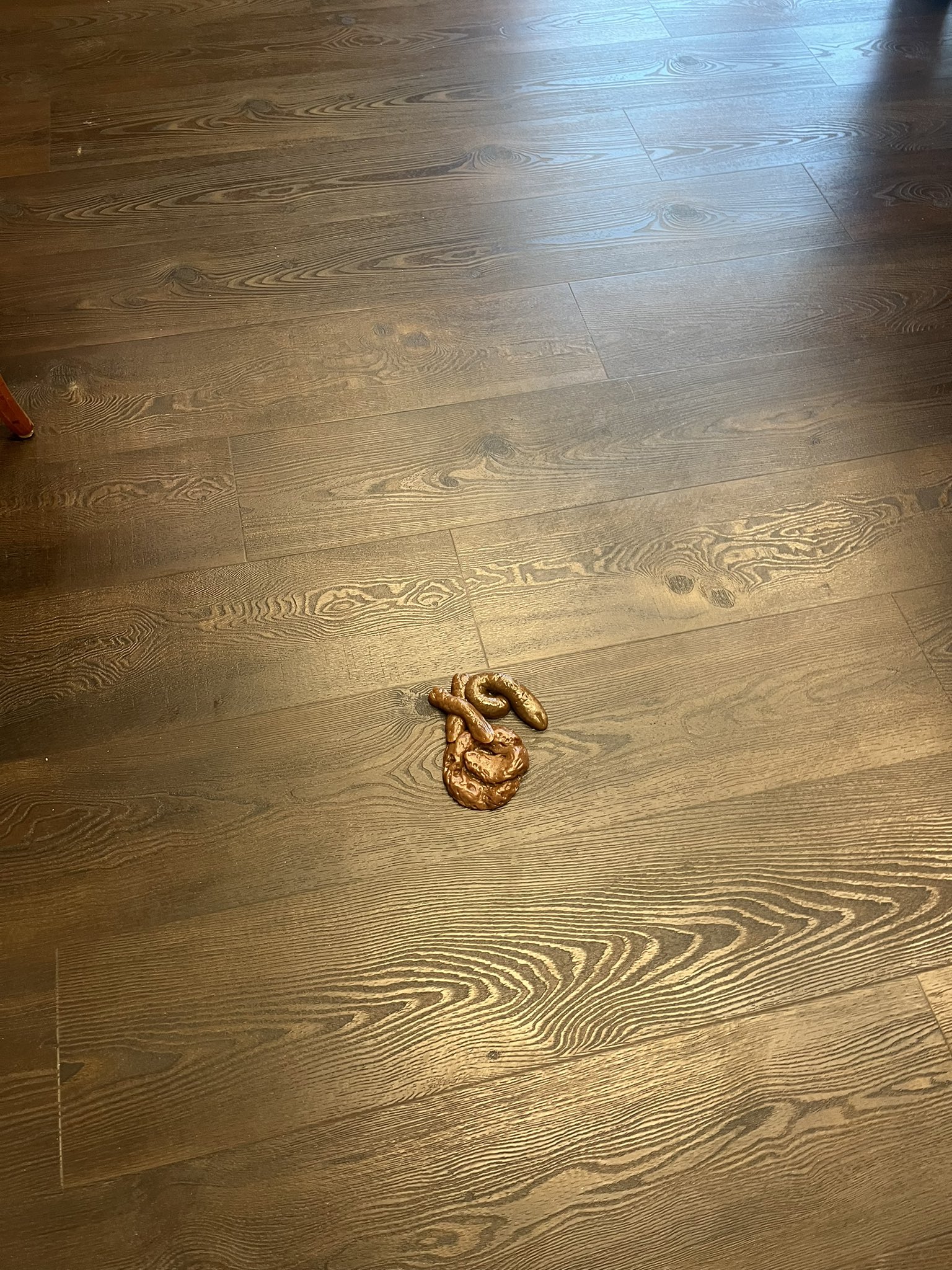 Human Poop On The Floor Flushing Feces Urine Toilet After Bowel