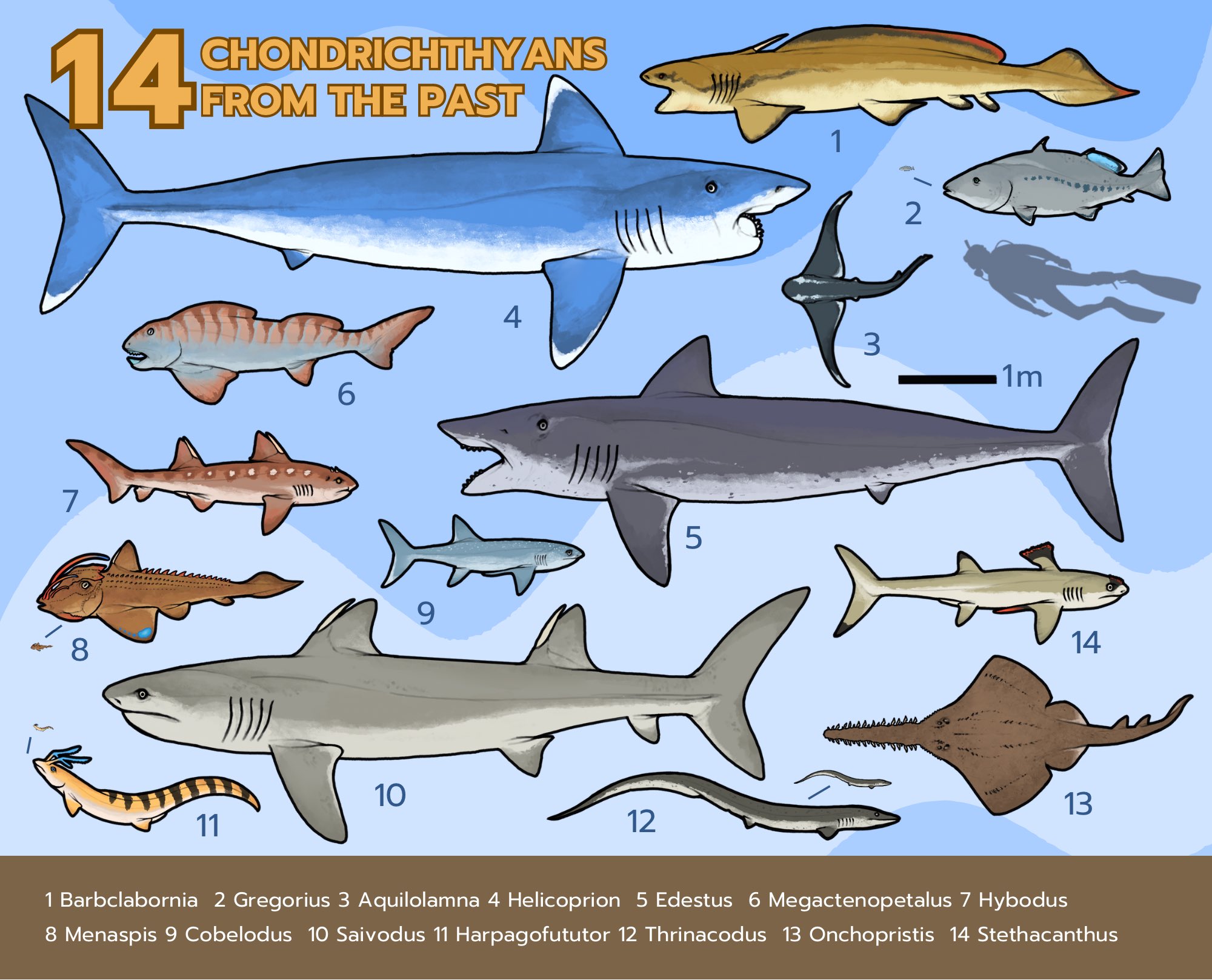 Extinct Shark Species List