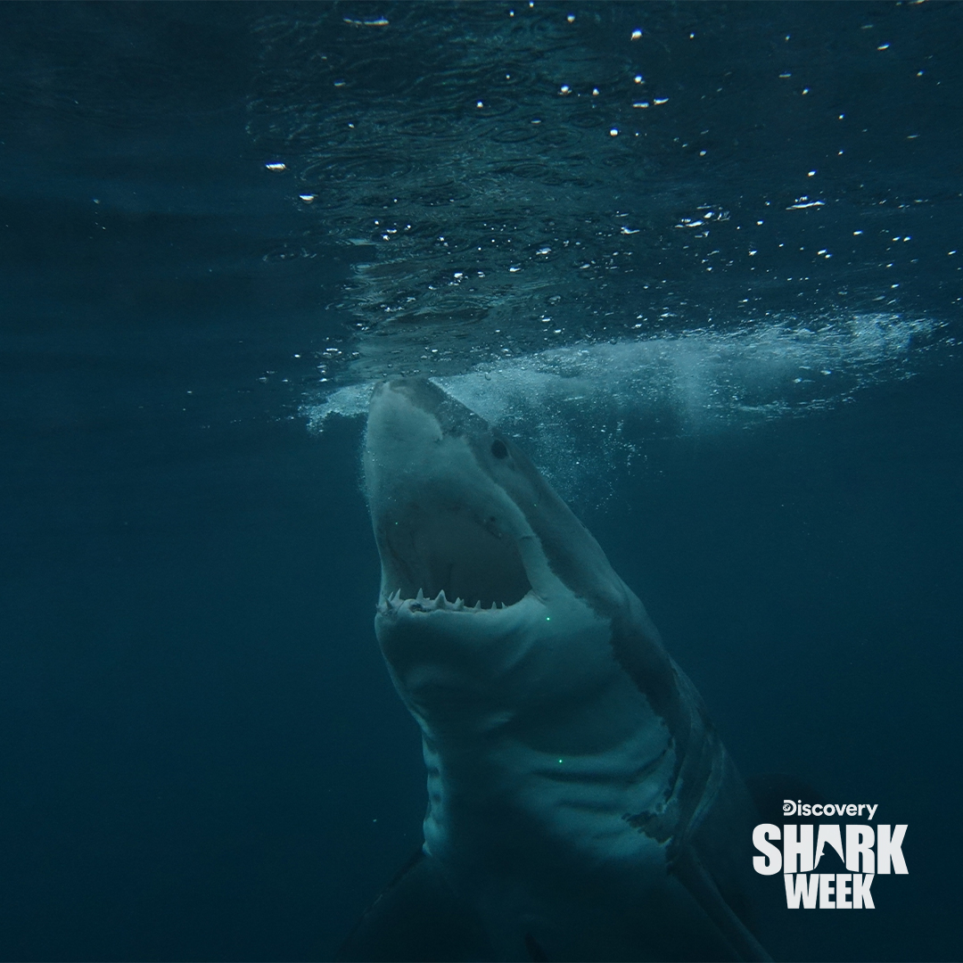 Shark Week Wallpaper 1920x1080 Shark Week Promo Involves Seal And A