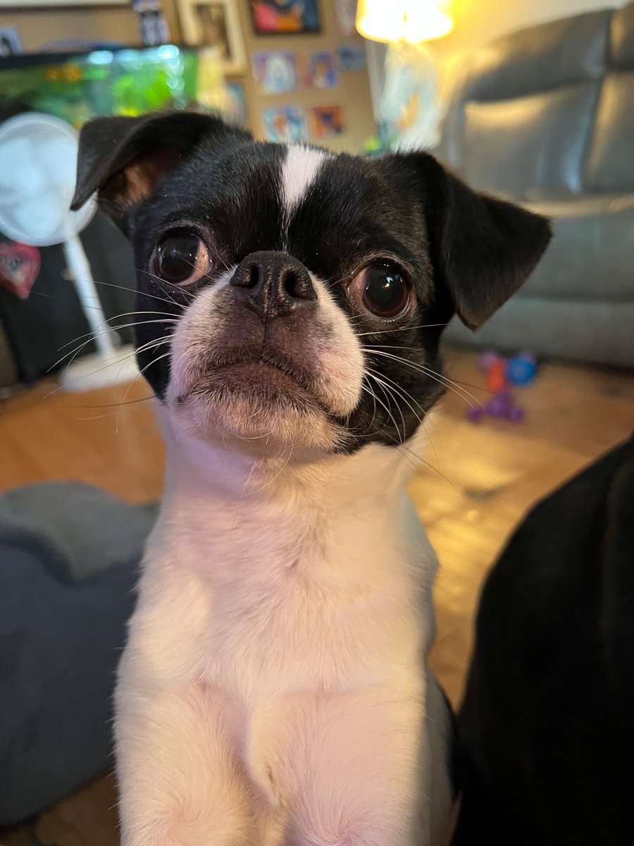 Japanese Chin Chihuahua Mix